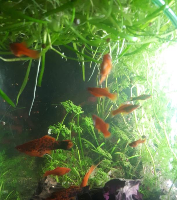 Švert ribice male i velike