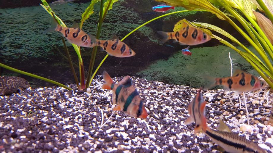 Tiger Barbus tetrazona