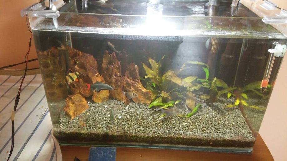 Tigrasti barbus, zeleni barbus, crne udovice