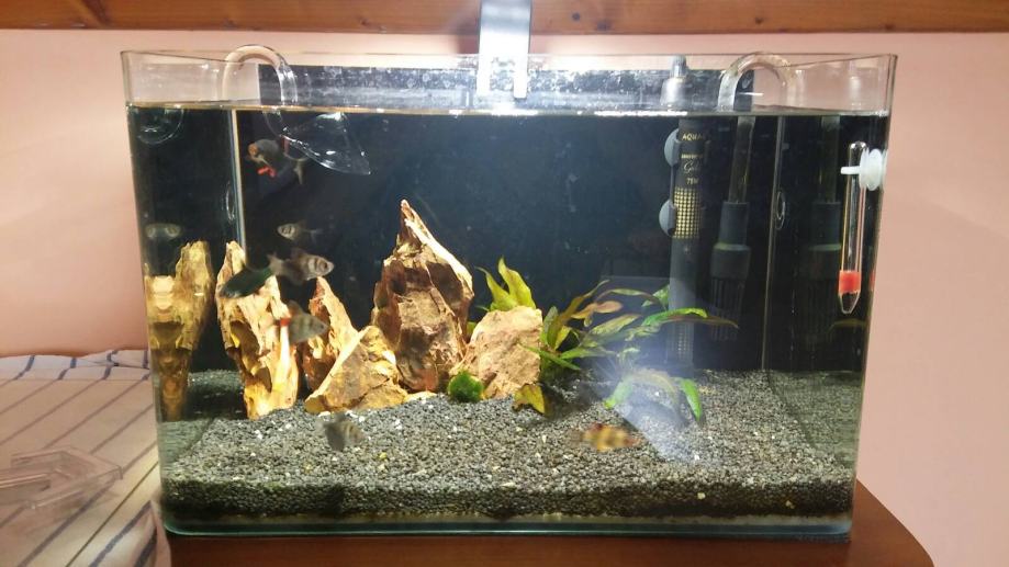 Tigrasti barbus, zeleni barbus, crne udovice