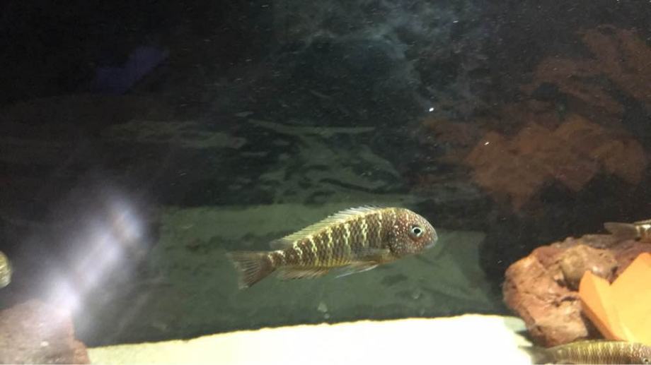 Tropheus Murago yellow