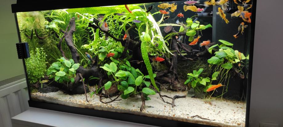 Tropske ribice 10 kn