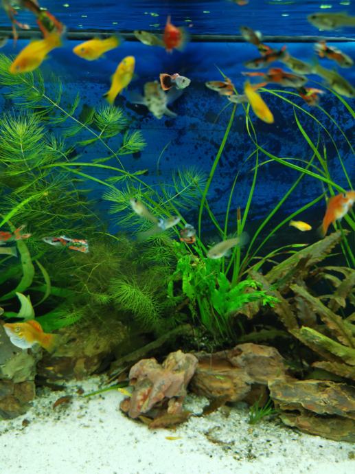 Tropske ribice guppy endleri, molly i rogolist