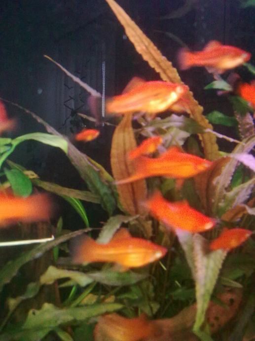 TROPSKE RIBICE ŠVERT