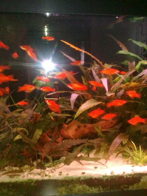 TROPSKE RIBICE ŠVERT