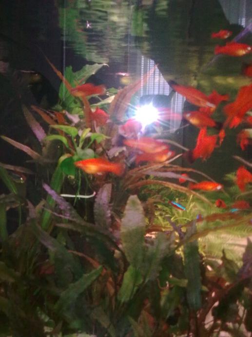 TROPSKE RIBICE ŠVERT