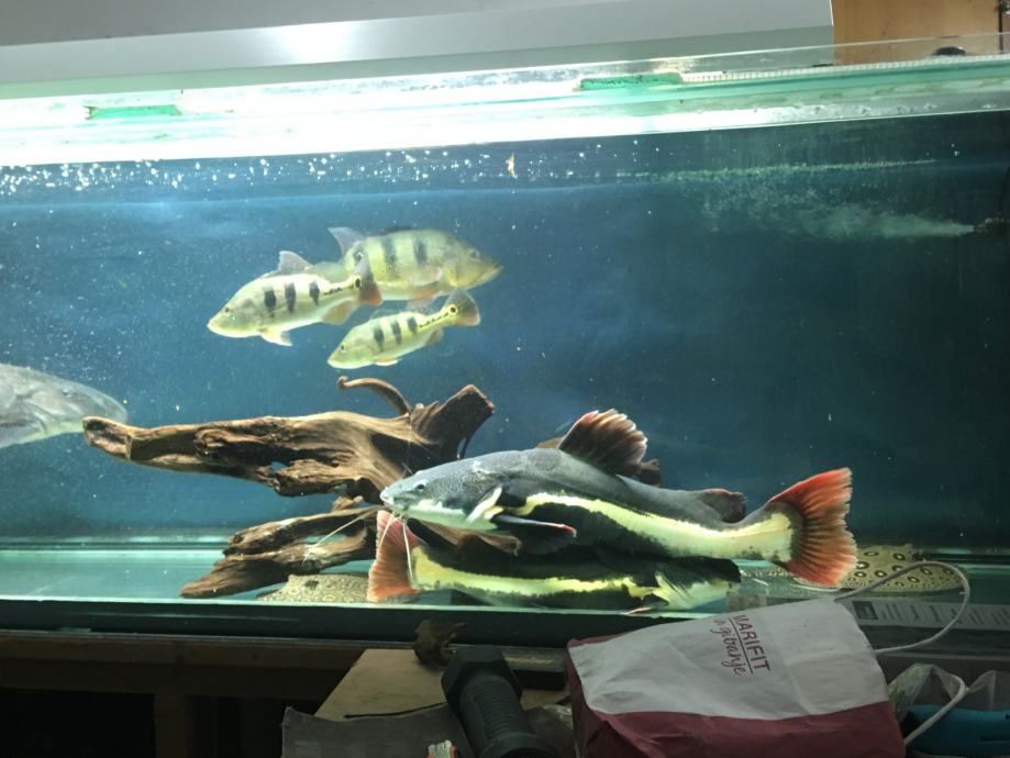 Velike ribe za velike akvarije Arowana, Cichla, RTC, Dovii, Raža