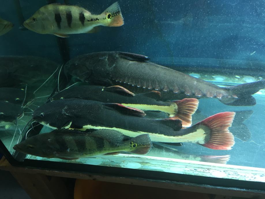 Velike ribe za velike akvarije Arowana, Cichla, RTC, Dovii, Raža
