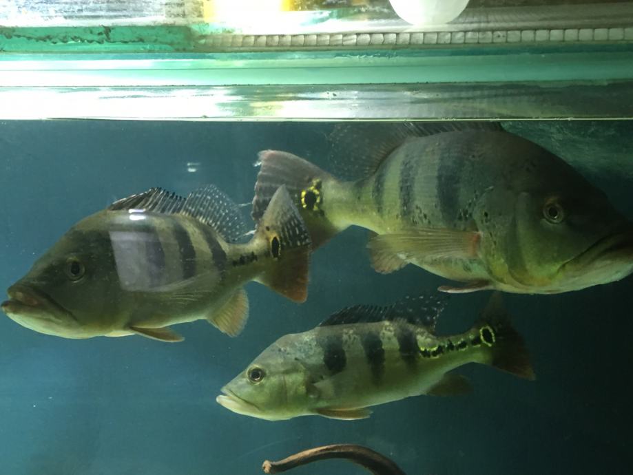 Velike ribe za velike akvarije Arowana, Cichla, RTC, Dovii, Raža