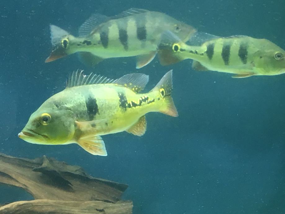 Velike ribe za velike akvarije Arowana, Cichla, RTC, Dovii, Raža