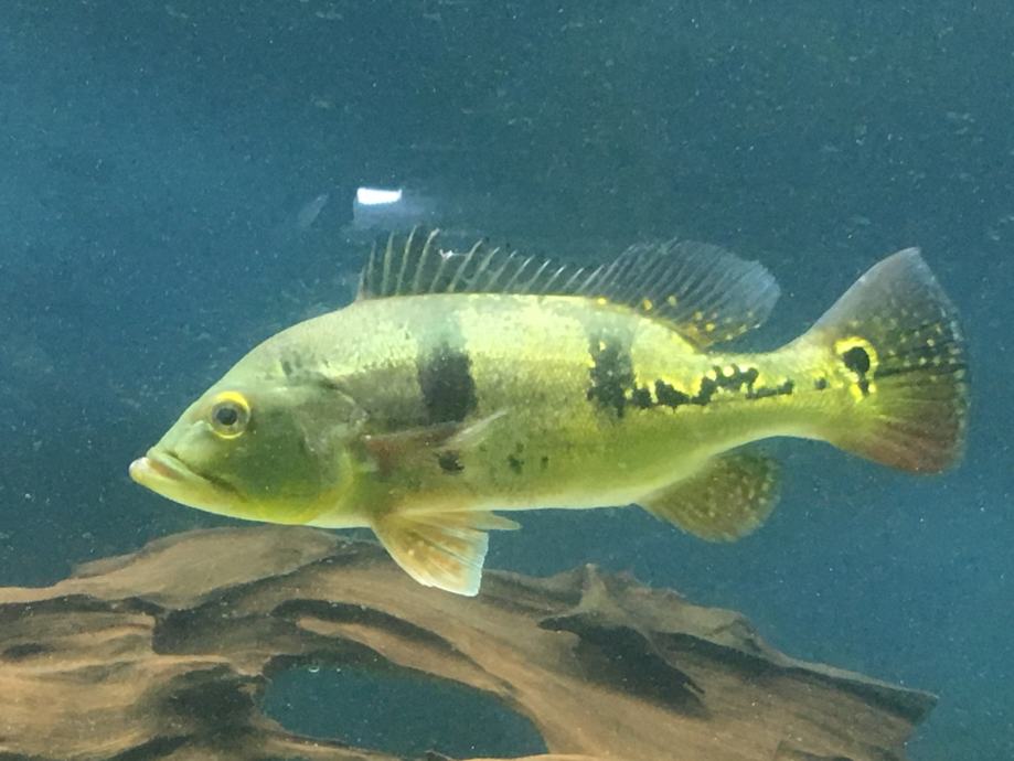 Velike ribe za velike akvarije Arowana, Cichla, RTC, Dovii, Raža