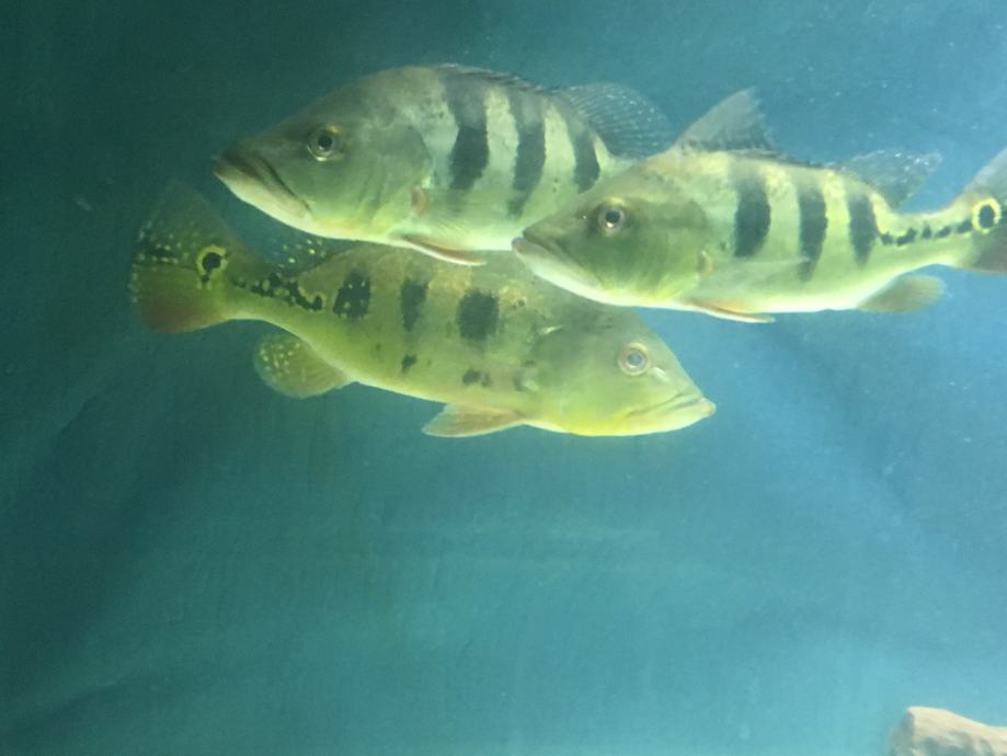 Velike ribe za velike akvarije Arowana, Cichla, RTC, Dovii, Raža