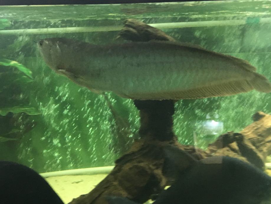 Velike ribe za velike akvarije Arowana, Cichla, RTC, Dovii, Raža