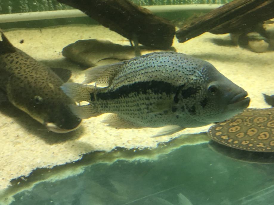 Velike ribe za velike akvarije Arowana, Cichla, RTC, Dovii, Raža
