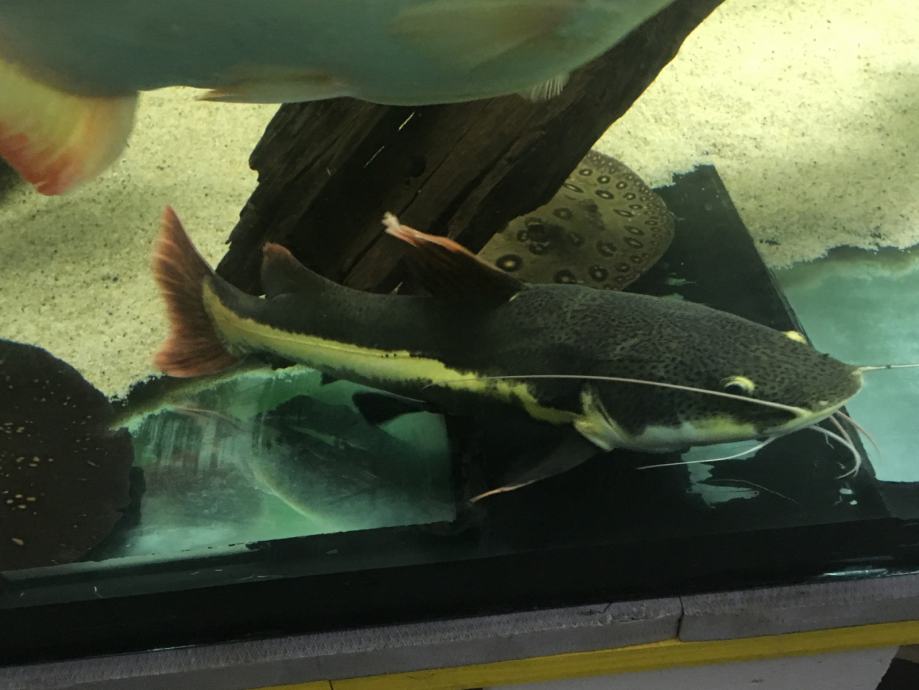 Velike ribe za velike akvarije Arowana, Cichla, RTC, Dovii, Raža