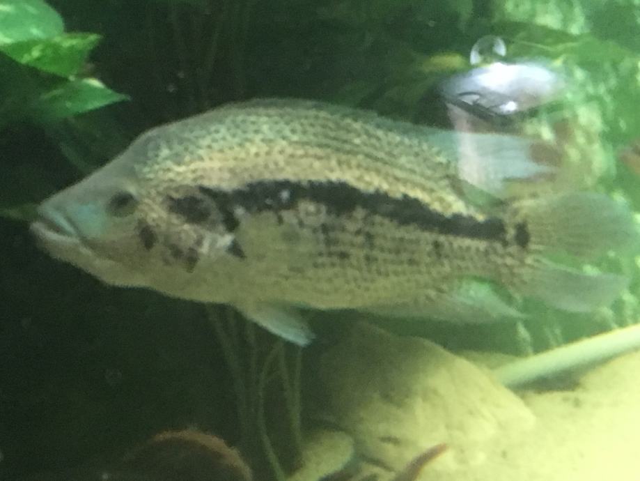 Velike ribe za velike akvarije Arowana, Cichla, RTC, Dovii, Raža