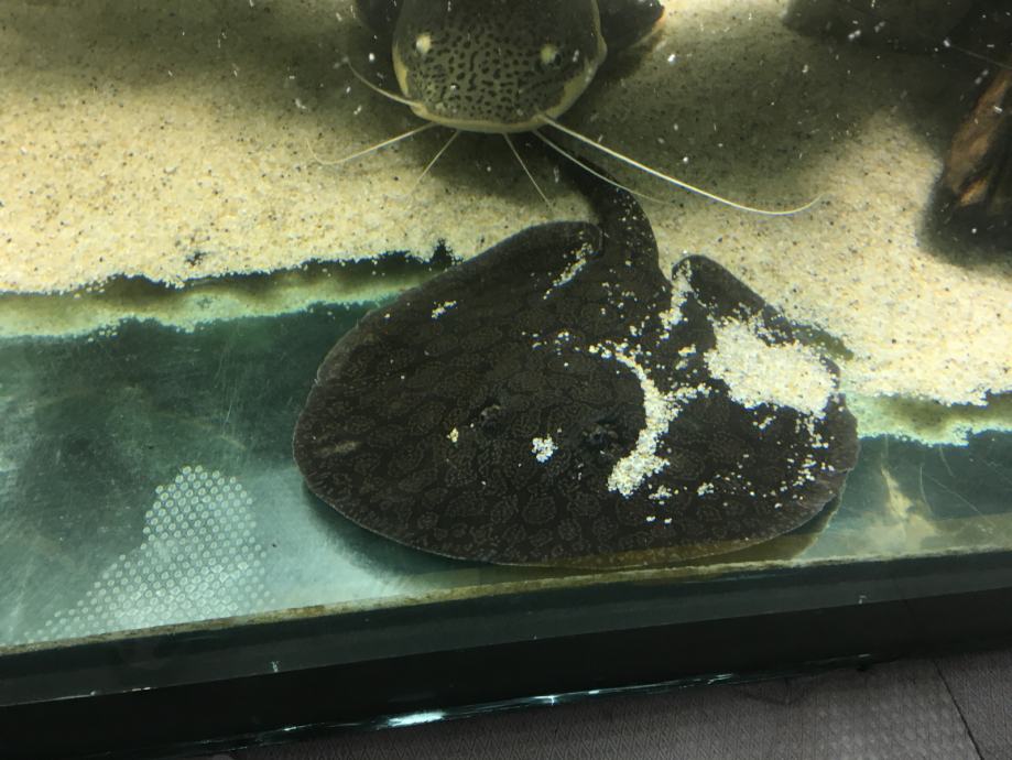 Velike ribe za velike akvarije Arowana, Cichla, RTC, Dovii, Raža