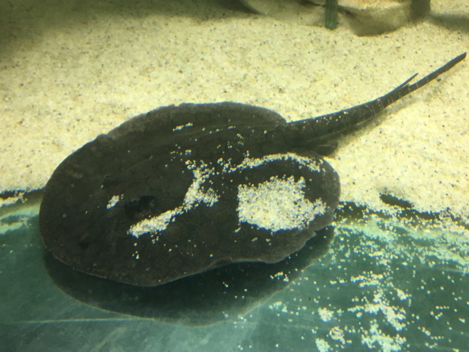 Velike ribe za velike akvarije Arowana, Cichla, RTC, Dovii, Raža