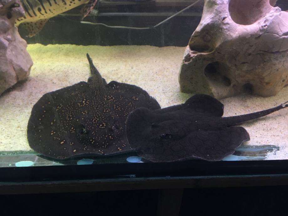 Velike ribe za velike akvarije Arowana, Cichla, RTC, Dovii, Raža