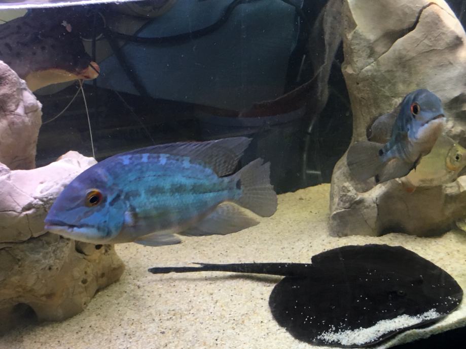 Velike ribe za velike akvarije Arowana, Cichla, RTC, Dovii, Raža