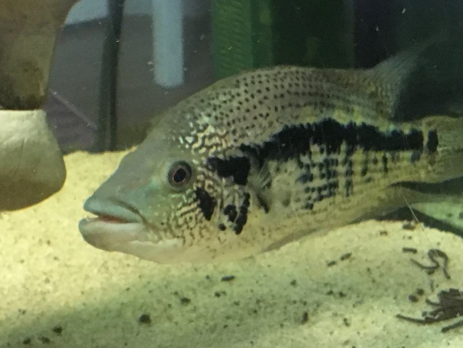 Velike ribe za velike akvarije Arowana, Cichla, RTC, Dovii, Raža