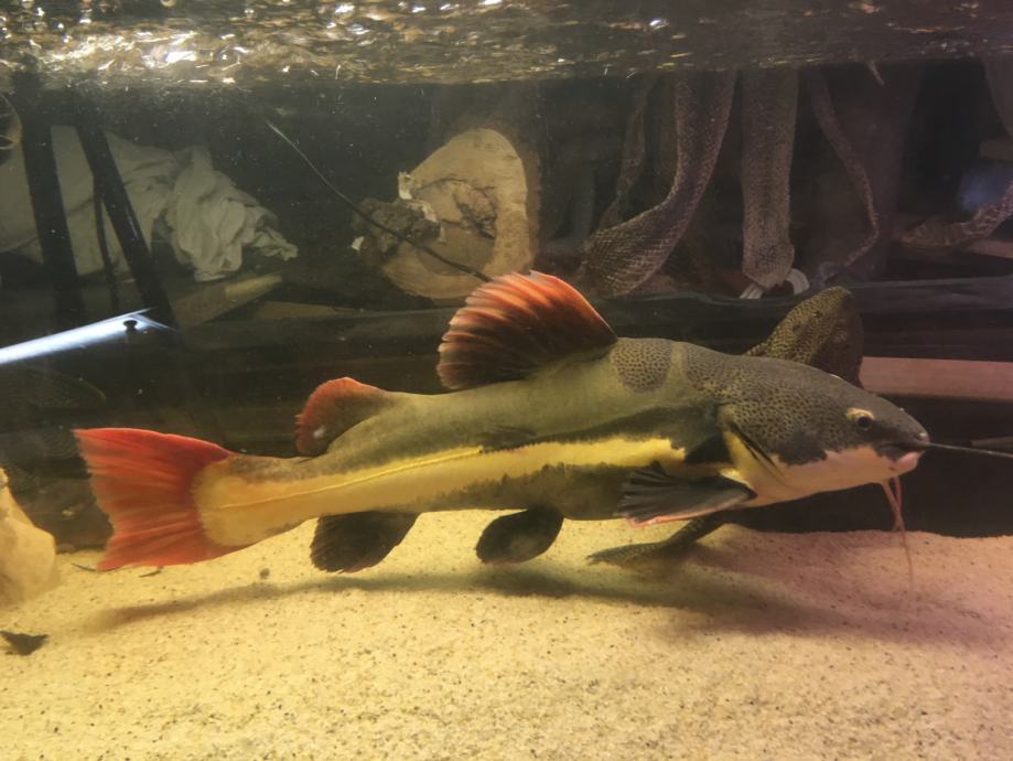 Velike ribe za velike akvarije Arowana, Cichla, RTC, Dovii, Raža