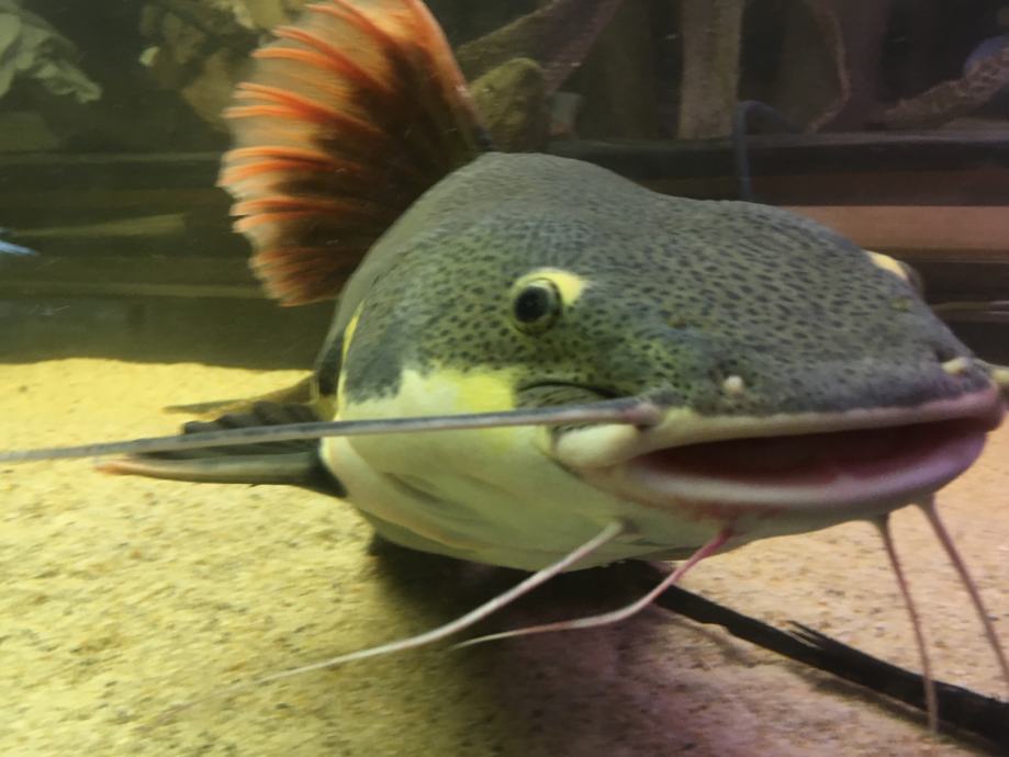 Velike ribe za velike akvarije Arowana, Cichla, RTC, Dovii, Raža