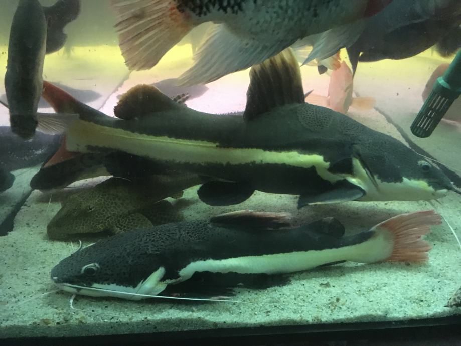 Velike ribe za velike akvarije Arowana, Cichla, RTC, Dovii, Raža