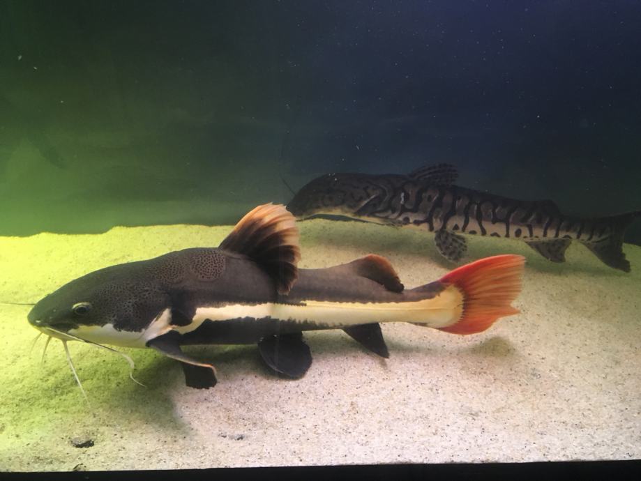 Velike ribe za velike akvarije Arowana, Cichla, RTC, Dovii, Raža