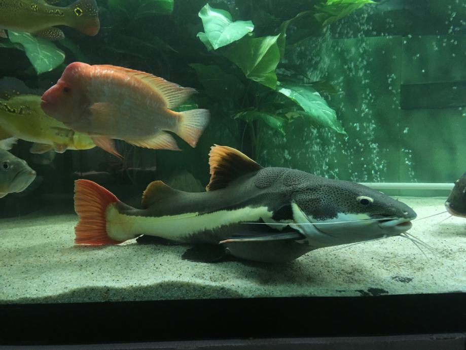 Velike ribe za velike akvarije Arowana, Cichla, RTC, Dovii, Raža