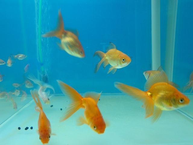 VILASTI KSIFO,PLATI,SKALARI...ITD