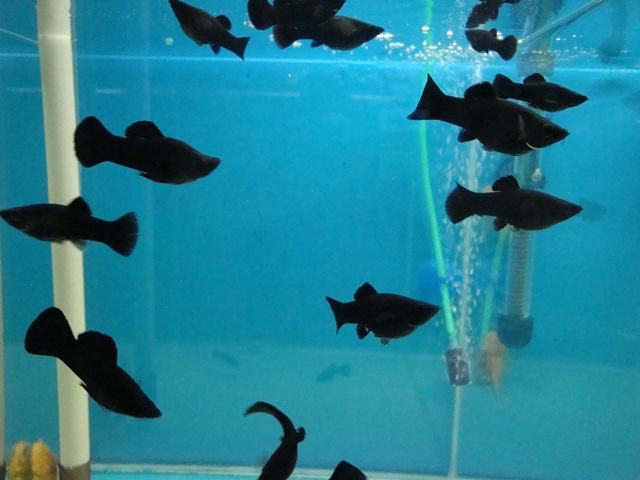 VILASTI KSIFO,PLATI,SKALARI...ITD