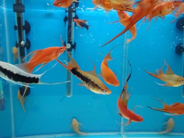 VILASTI KSIFO,PLATI,SKALARI...ITD