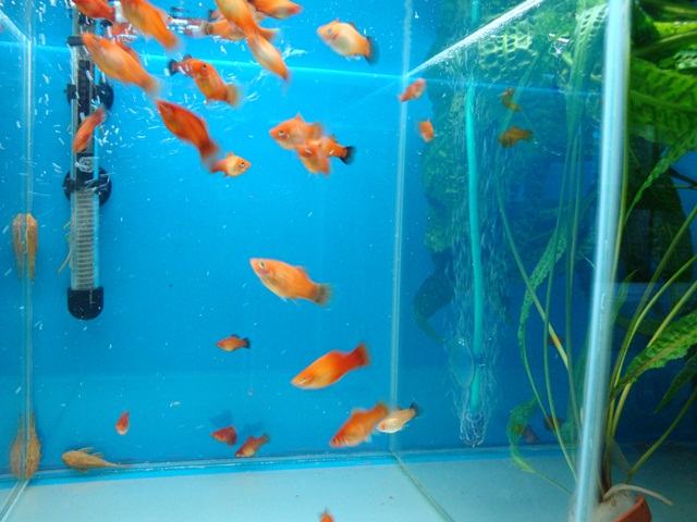 VILASTI KSIFO,PLATI,SKALARI...ITD