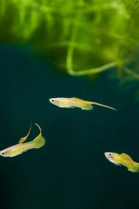 Yellow Guppy Snakeskin Swordtail