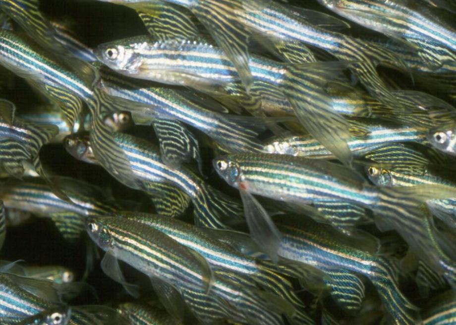 Zebrice sa ljubičasto plavim prugama - 10+2 gratis VIKEND PONUDA