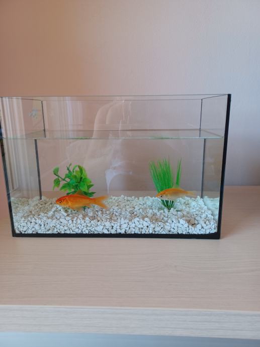 Zlatne ribice i akvarij