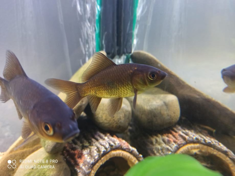 Zlatne ribice-crne boje