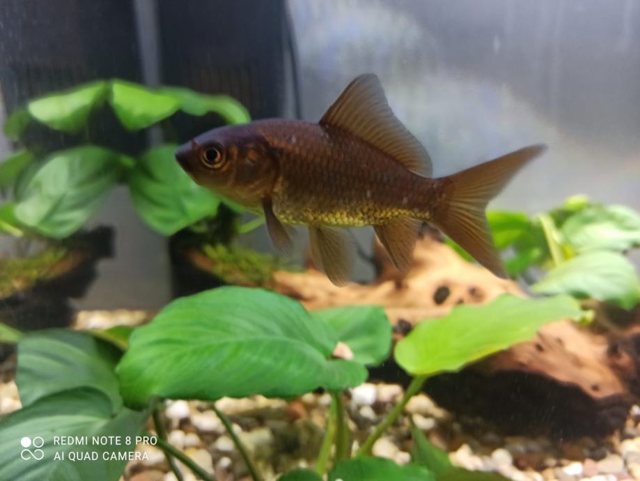 Zlatne ribice-crne boje