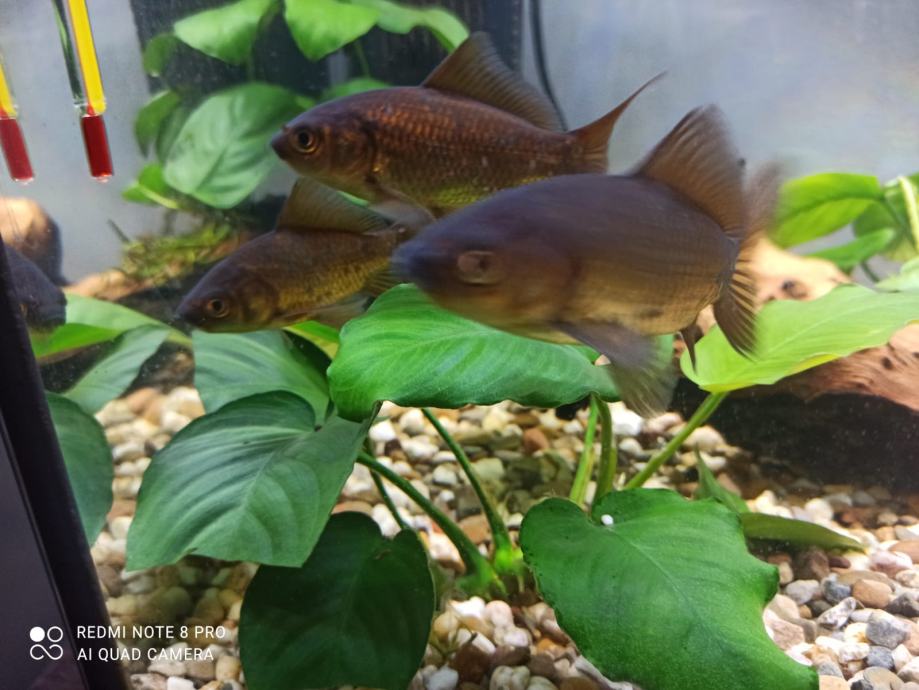 Zlatne ribice-crne boje