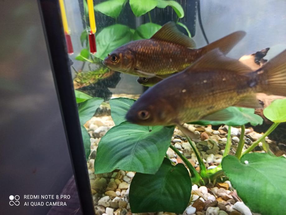 Zlatne ribice-crne boje