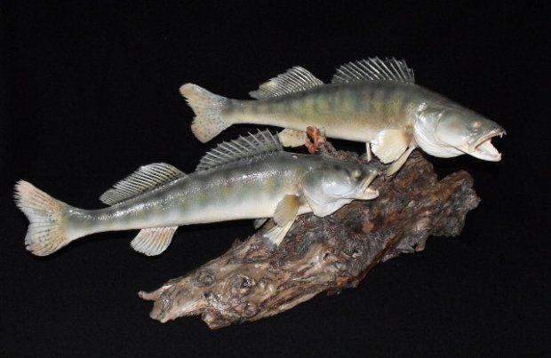 Preparirane ribe i realisticne drvene skulpture riba