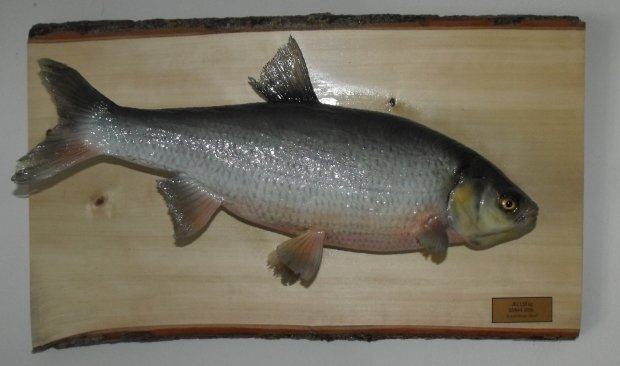 Preparirane ribe i realisticne drvene skulpture riba