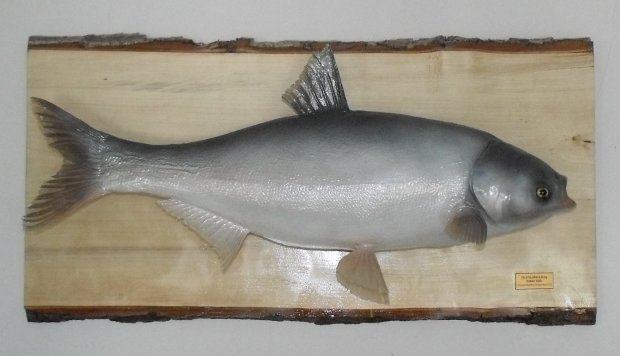 Preparirane ribe i realisticne drvene skulpture riba