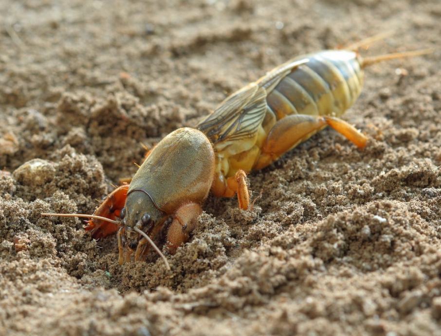 MAMAC ZA RIBOLOV , ROVAC - MRMAK , PRODAJEMO