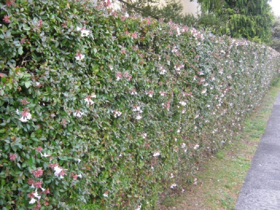 Abelia grandiflora / EKO SADNICE
