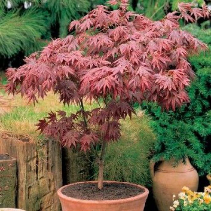Acer Palmatum Atropurpureum - crvenolisni javor