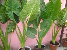 ADAM MUŠKI UKRASNI CVIJET SADNICE PRODAJEMO