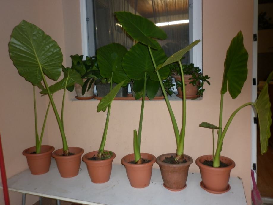 Adam sobna biljka-unesite prirodu u dom