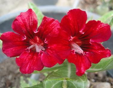 ADENIUM OBESUM-RED DRAGON
